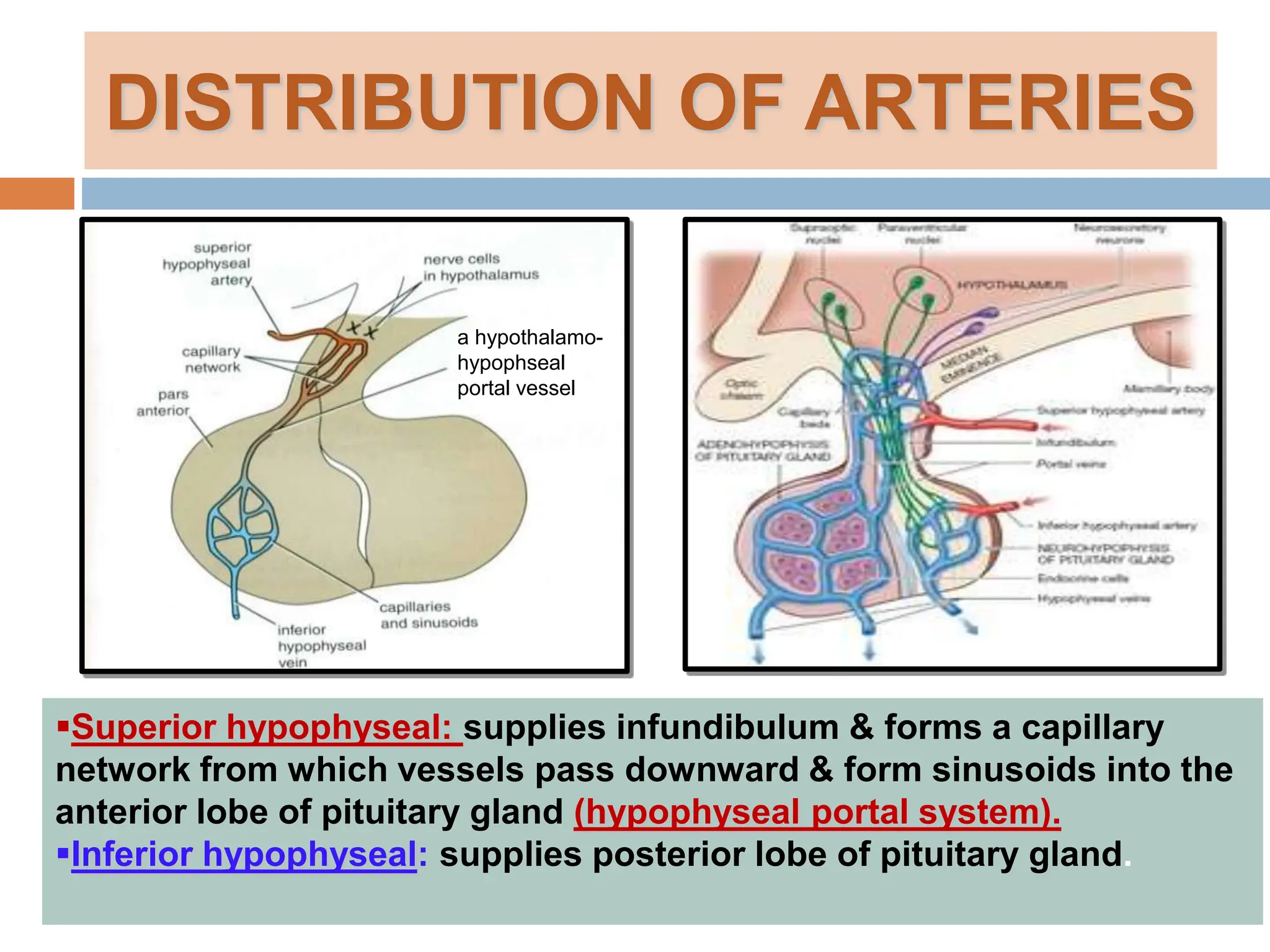 Endocrine system _Anatomy_of_pituitary_gland | PPT