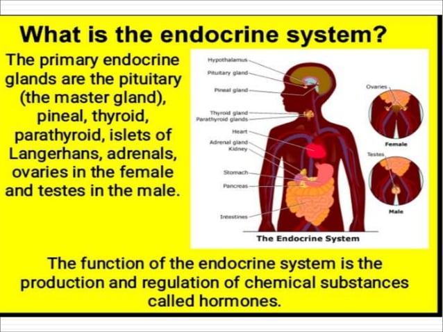 Endocrine system _Anatomy_of_pituitary_gland | PPT