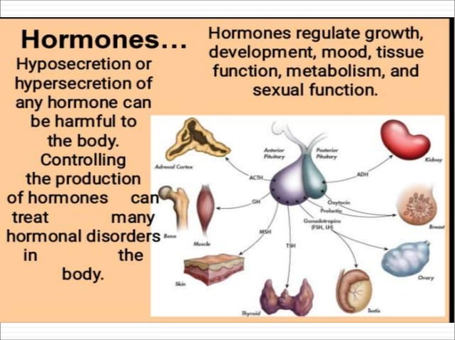 Endocrine system _Anatomy_of_pituitary_gland | PPT