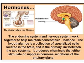 Endocrine system _Anatomy_of_pituitary_gland | PPT