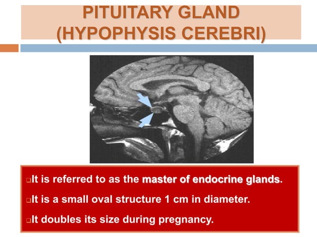 Endocrine system _Anatomy_of_pituitary_gland | PPT