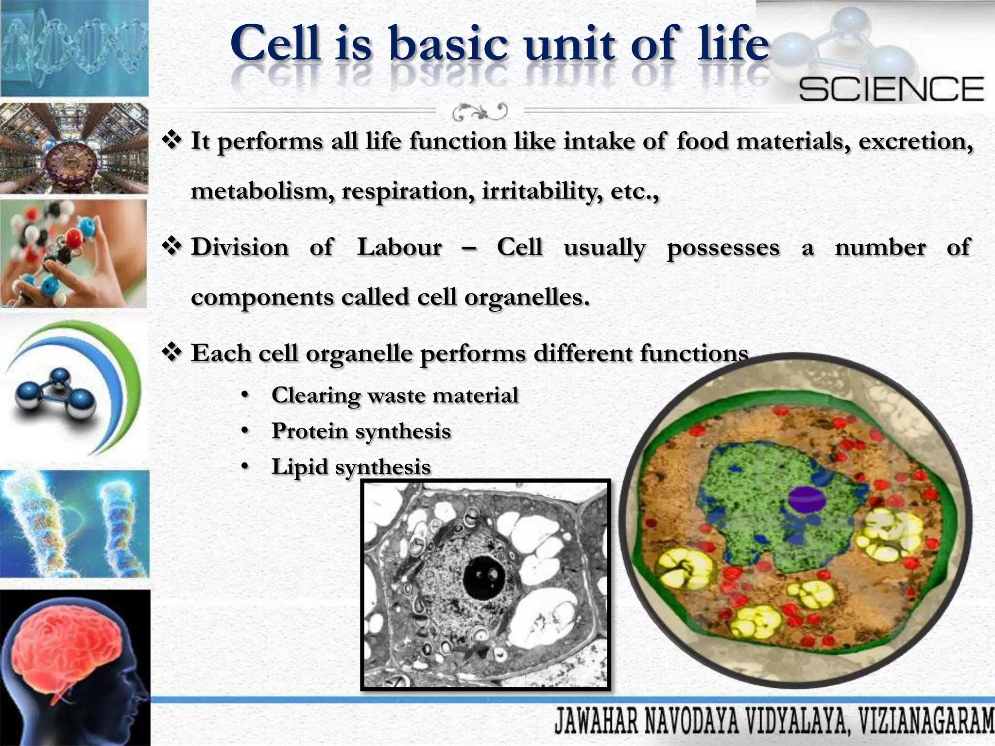Cell is the Basic Unit of Life | PPTX