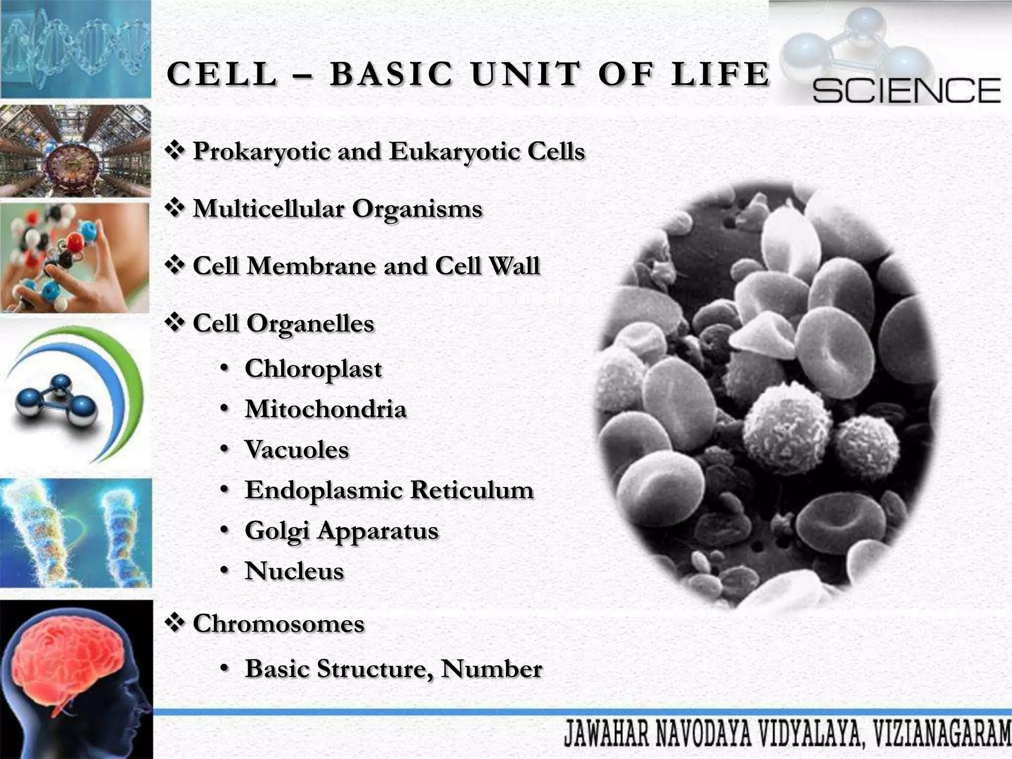 Cell is the Basic Unit of Life | PPTX