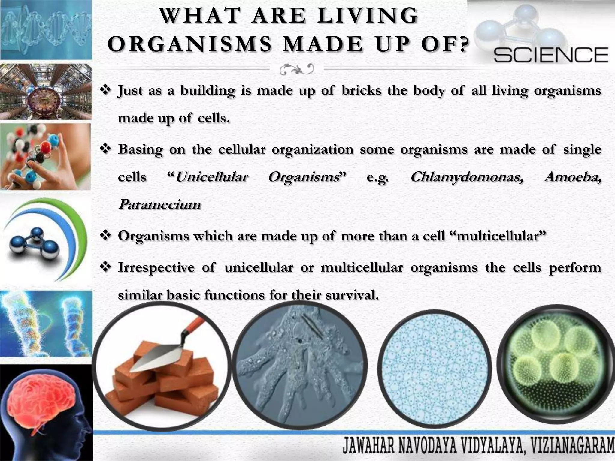 Cell is the Basic Unit of Life | PPTX