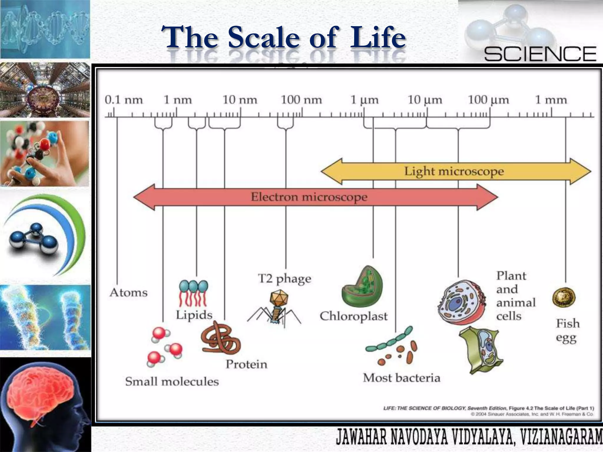 Cell is the Basic Unit of Life | PPTX