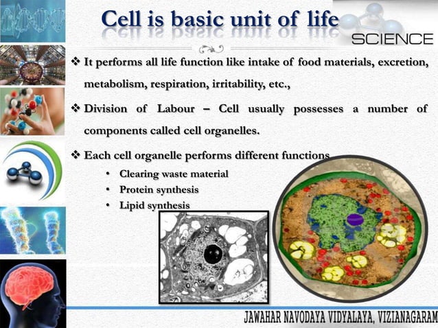 Cell is the Basic Unit of Life | PPTX | Biological Sciences | Science