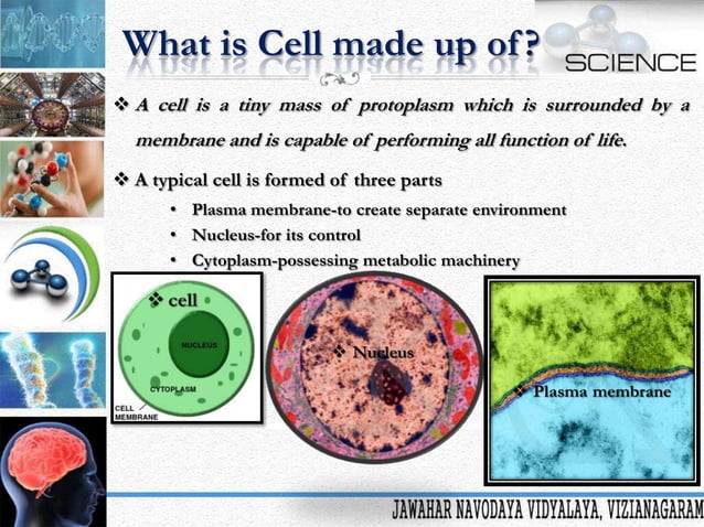 Cell is the Basic Unit of Life | PPTX | Biological Sciences | Science