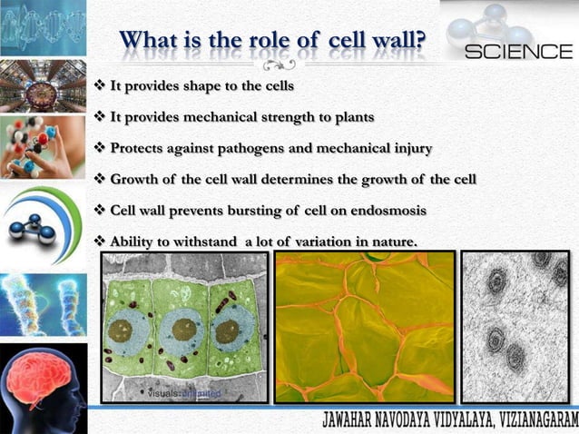 Cell is the Basic Unit of Life | PPTX | Biological Sciences | Science