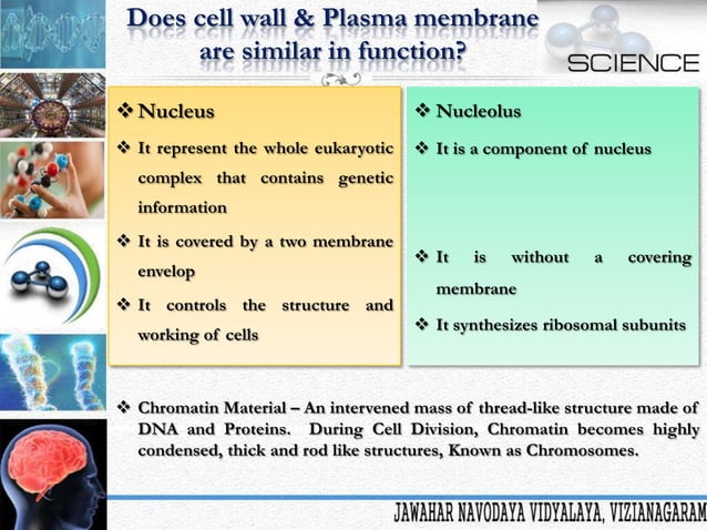 Cell is the Basic Unit of Life | PPTX | Biological Sciences | Science