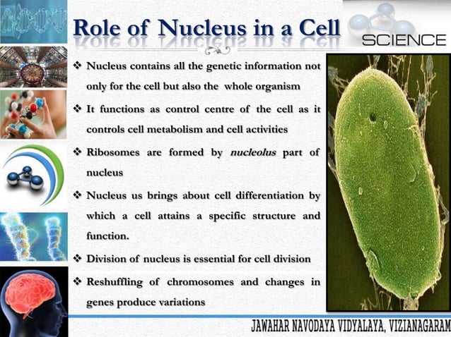 Cell is the Basic Unit of Life | PPTX | Biological Sciences | Science