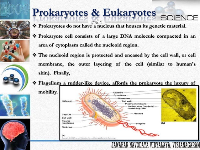 Cell is the Basic Unit of Life | PPTX | Biological Sciences | Science