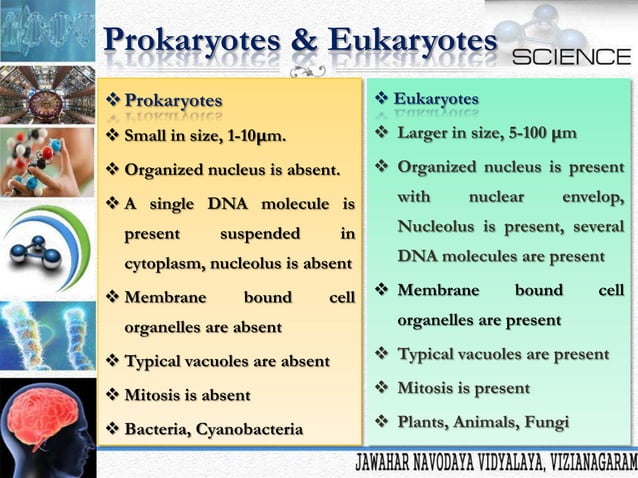 Cell is the Basic Unit of Life | PPTX | Biological Sciences | Science