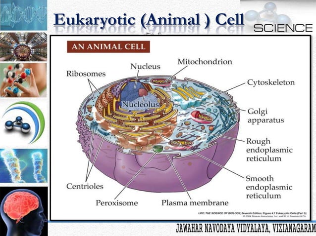 Cell is the Basic Unit of Life | PPTX | Biological Sciences | Science