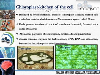 Cell is the Basic Unit of Life | PPTX