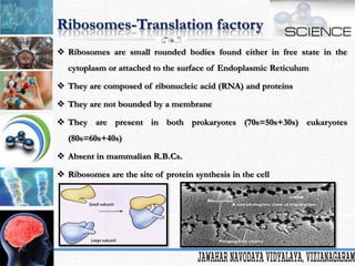 Cell is the Basic Unit of Life | PPTX