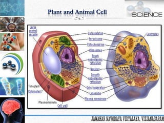 Cell is the Basic Unit of Life | PPTX
