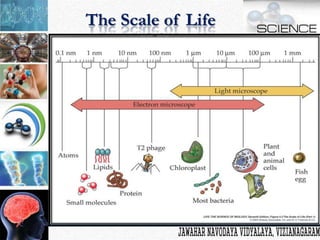 Cell is the Basic Unit of Life | PPTX