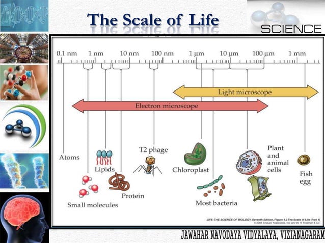 Cell is the Basic Unit of Life | PPTX | Biological Sciences | Science