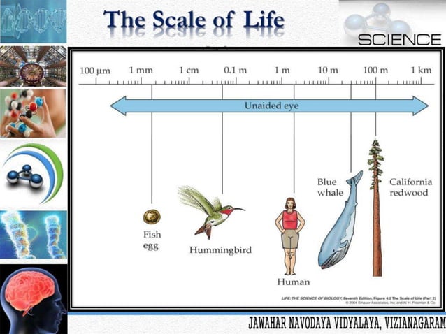 Cell is the Basic Unit of Life | PPTX | Biological Sciences | Science