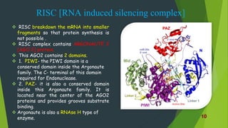RNA Interference | PPT