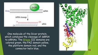 RNA Interference | PPT