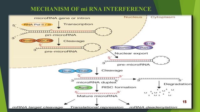 RNA Interference | PPT