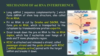 RNA Interference | PPT