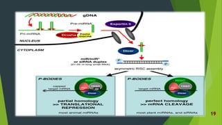RNA Interference | PPT
