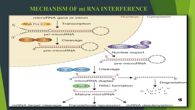 RNA Interference