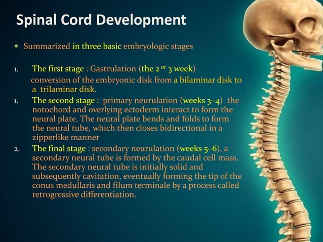Congenital Anomalies Of Spine And Spinal Cord | PPTX | Brain and Nervous System Disorders ...