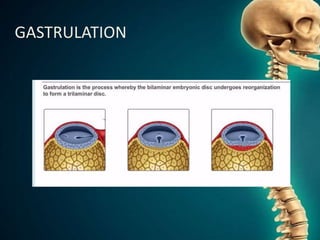 Congenital Anomalies Of Spine And Spinal Cord | PPTX