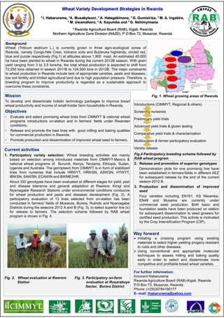 Wheat varieties development strategies in Rwanda | PDF