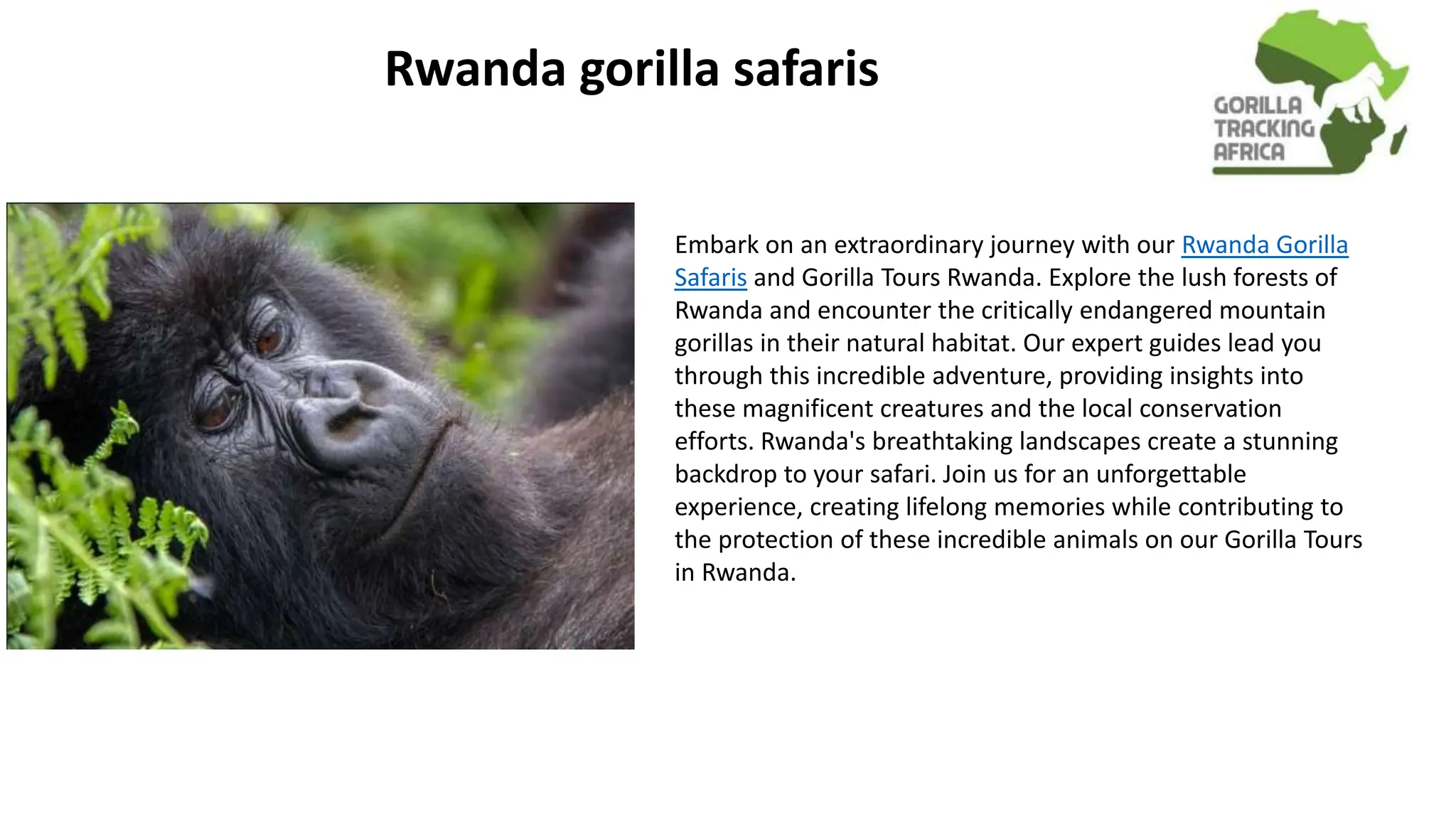 Rwanda gorilla safaris gorilla-tracking.pptx