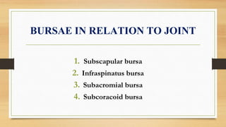 Anatomy of glenofemoral joint ortho presentation | PPTX