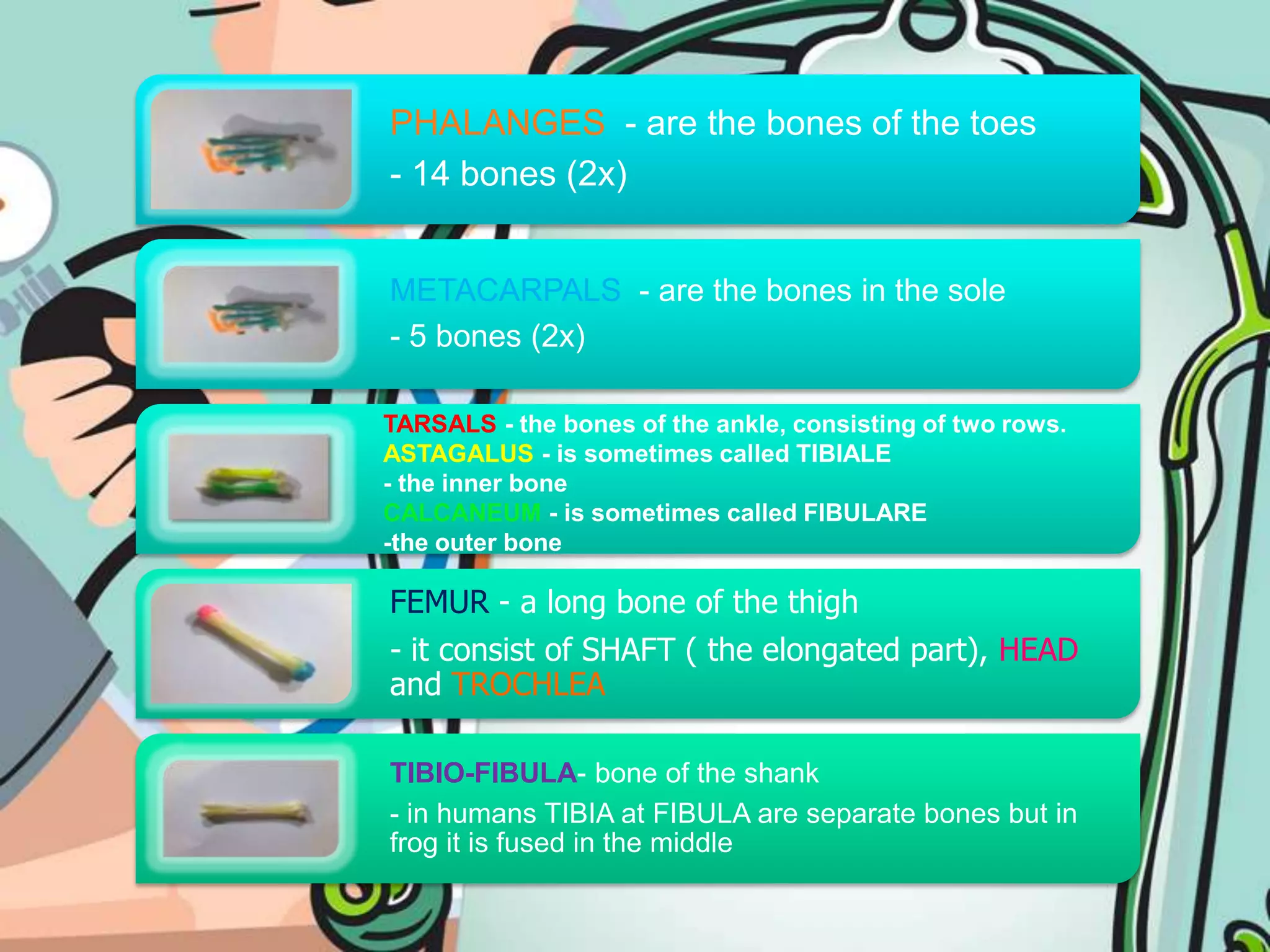 Skeletal System of Frog | PPTX