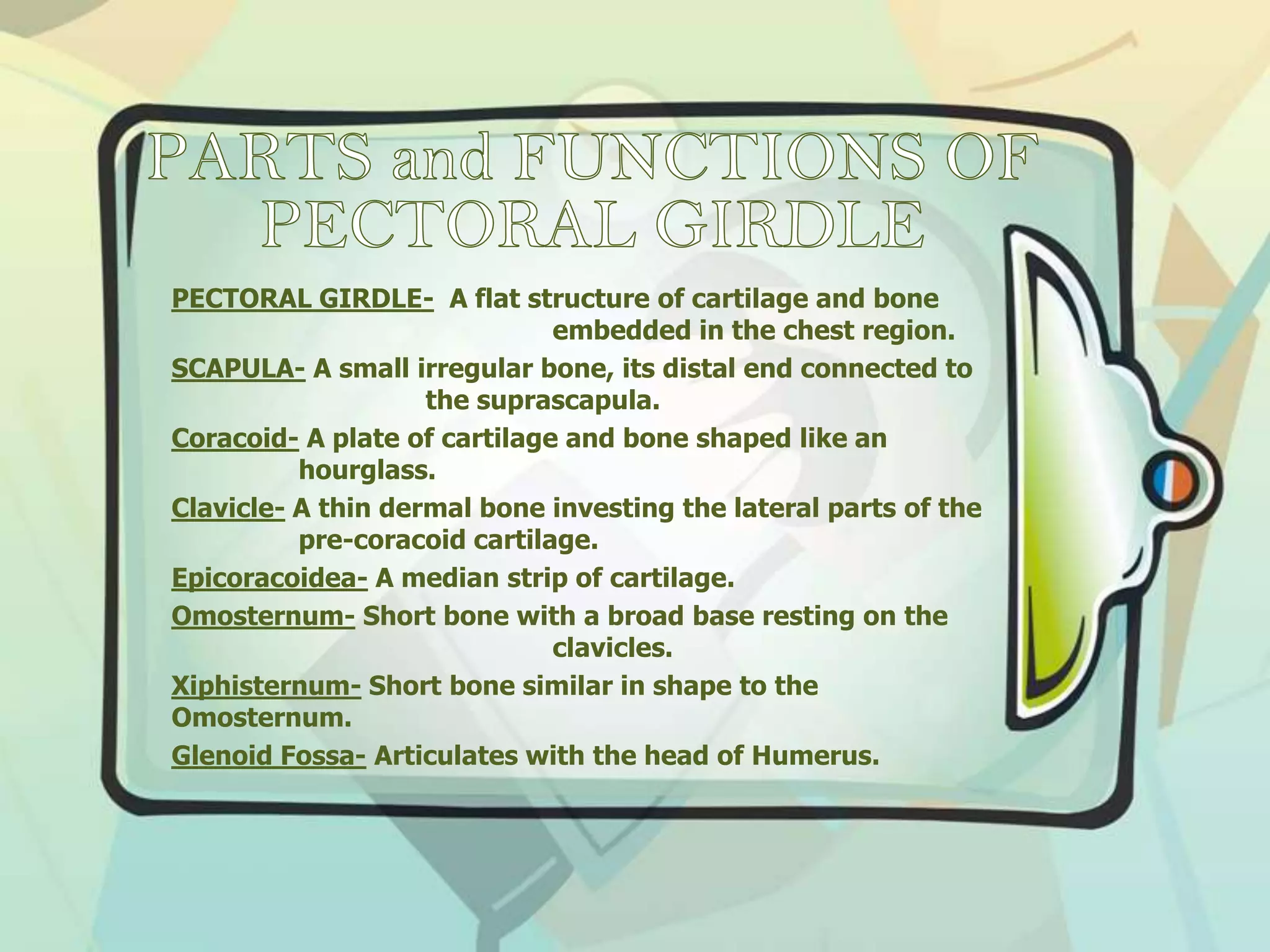 Skeletal System of Frog | PPTX