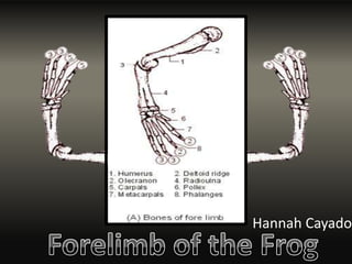 Skeletal System of Frog | PPTX