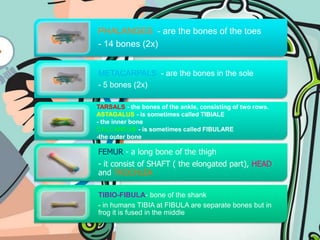 Skeletal System of Frog | PPTX