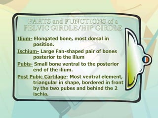 Skeletal System of Frog | PPTX