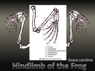 Skeletal System of Frog | PPTX