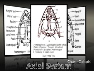 Skeletal System Of A Frog Ventral View