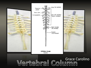 Vertebral Column Of Frog