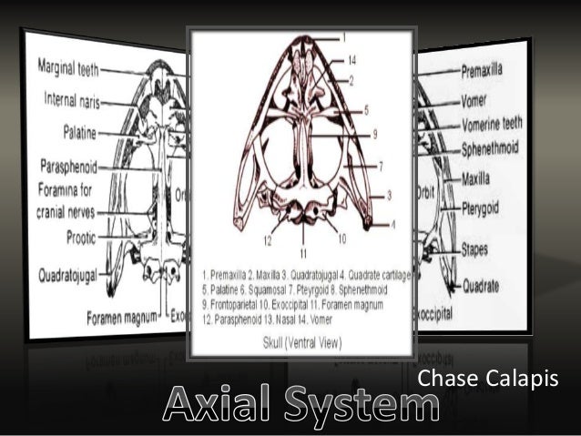 Skeletal System of Frog