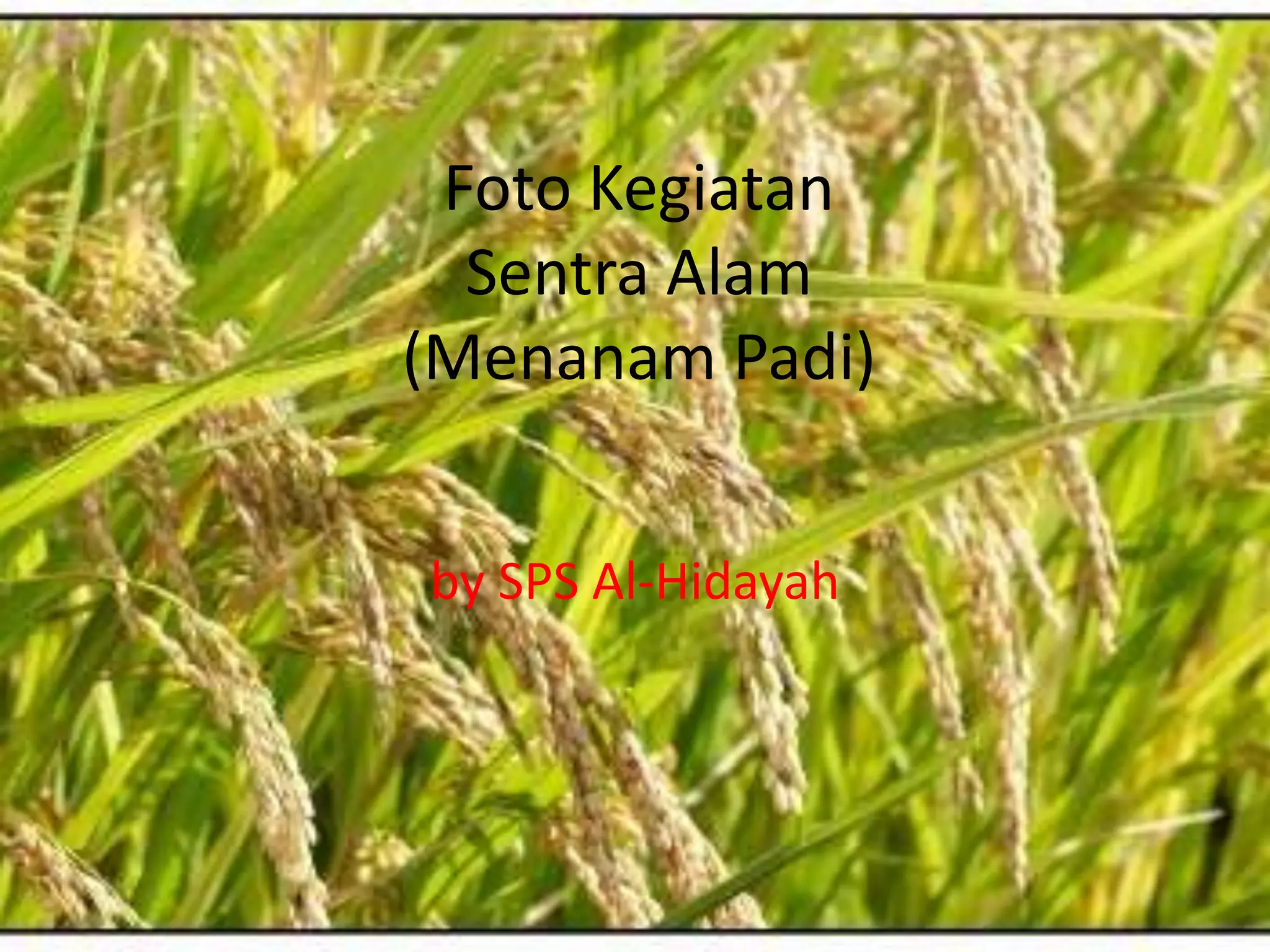 Foto kegiatan Sentra Alam | PPTX