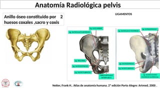 RX pelvis y cadera para presentar ya listo | PPTX