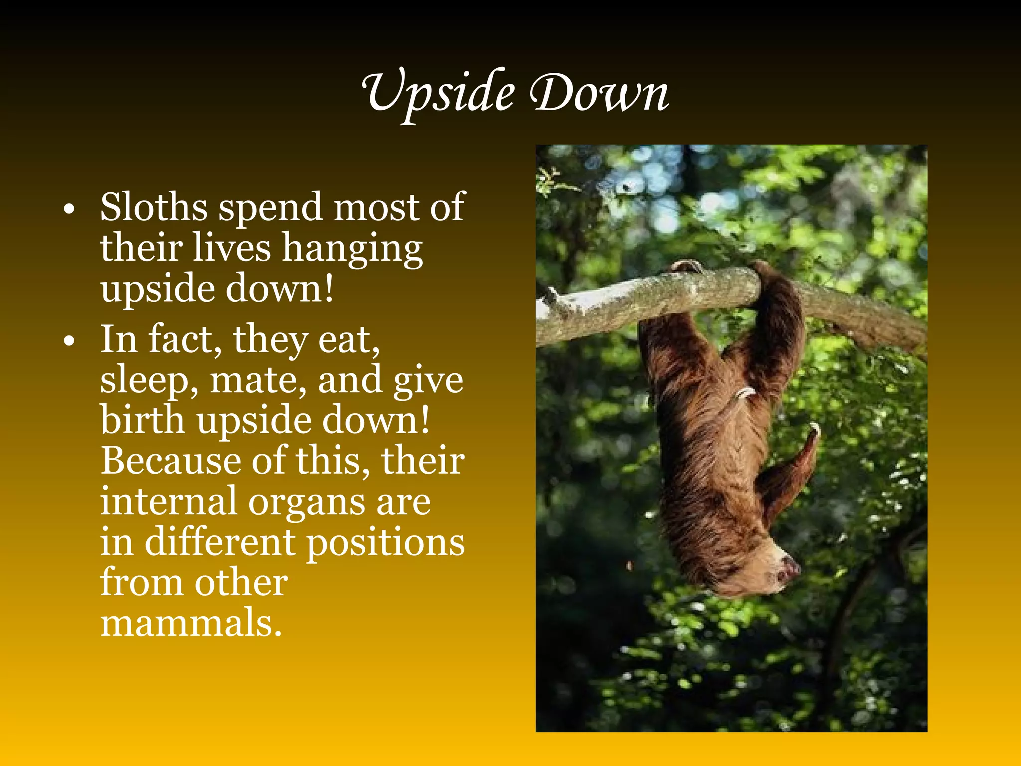 Ryan Sloth Report | PPT