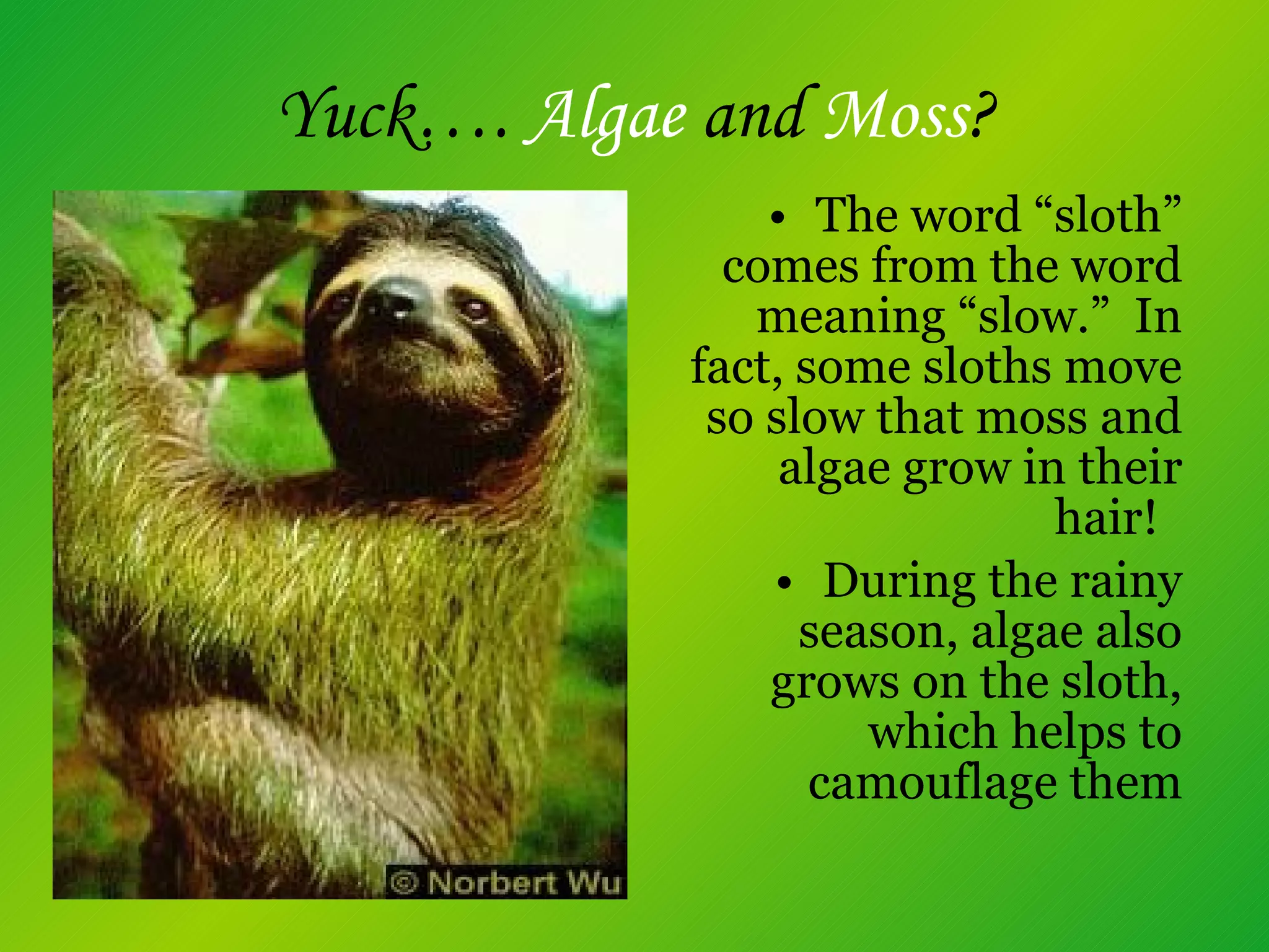 Ryan Sloth Report | PPT