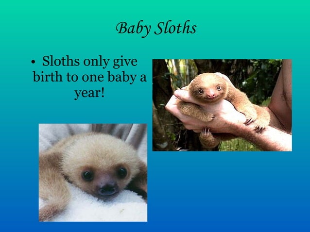 Ryan Sloth Report | PPT