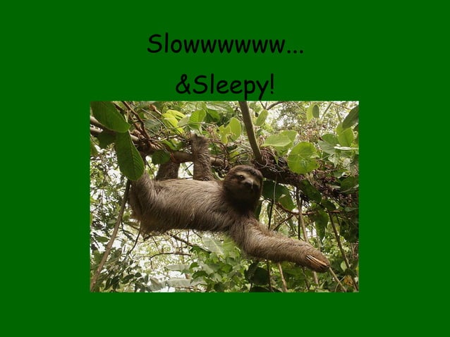 Ryan Sloth Report | PPT