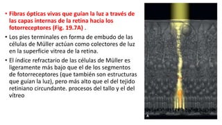 células gliales de la retina | PPTX